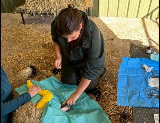 "F'għeluq snini kont nitlob li jkolli pet, sakemm dik il-passjoni kibret f'interess akkademiku ...
