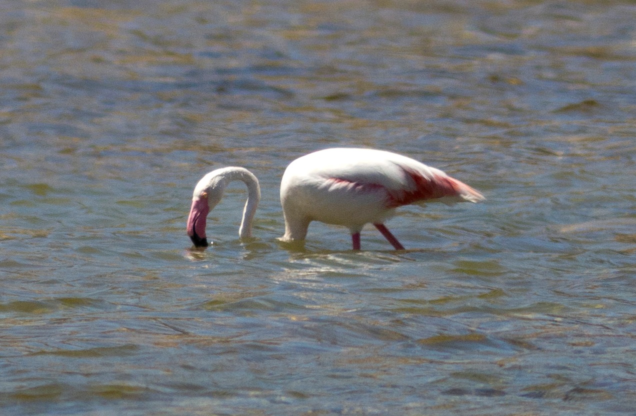 BirdLife Malta u FKNK dwar il-każ tal-flamingo