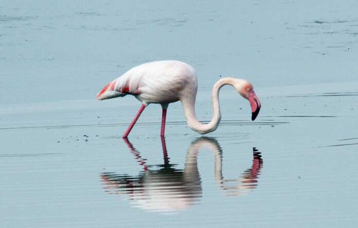Għaqda tal-kaċċaturi se tirrapporta kull abbuż - Newsbook