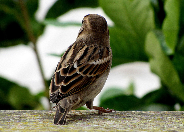 Birdlife: Qatt tmiss jew titma’ għasfur tal-bejt li jkun għadu żgħir