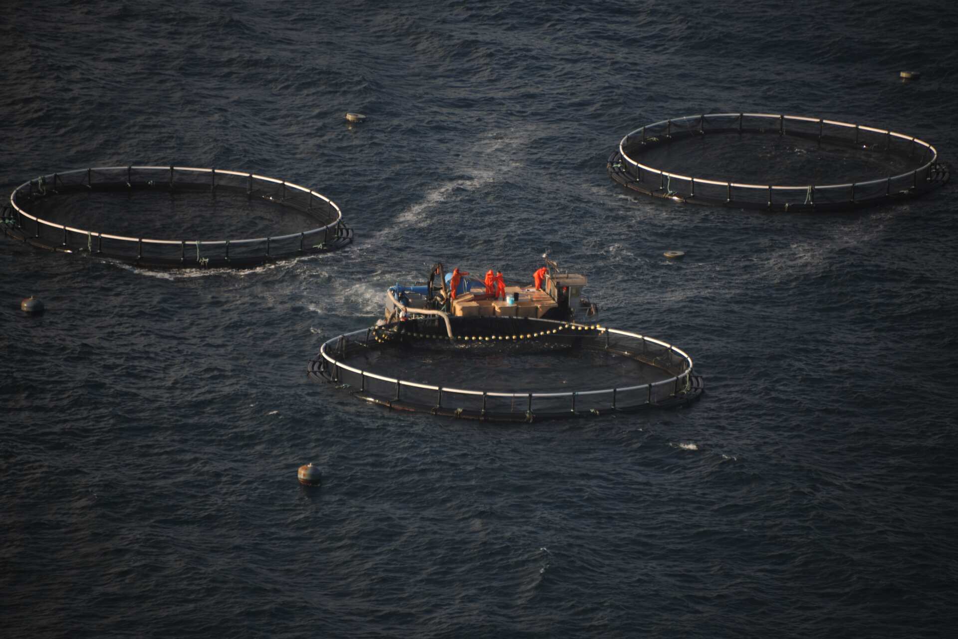 Fish farms processing increasing numbers of tuna - Newsbook