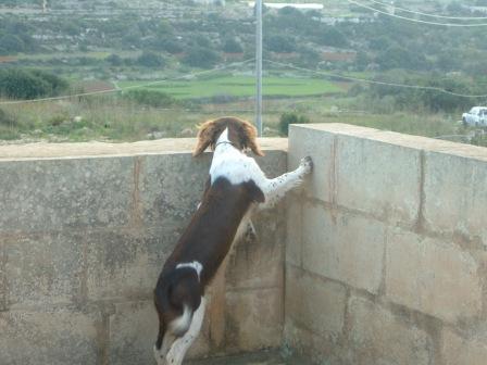 L-FKNK toħroġ għonqha kontra r-Ramblers minħabba l-kaċċa - Newsbook