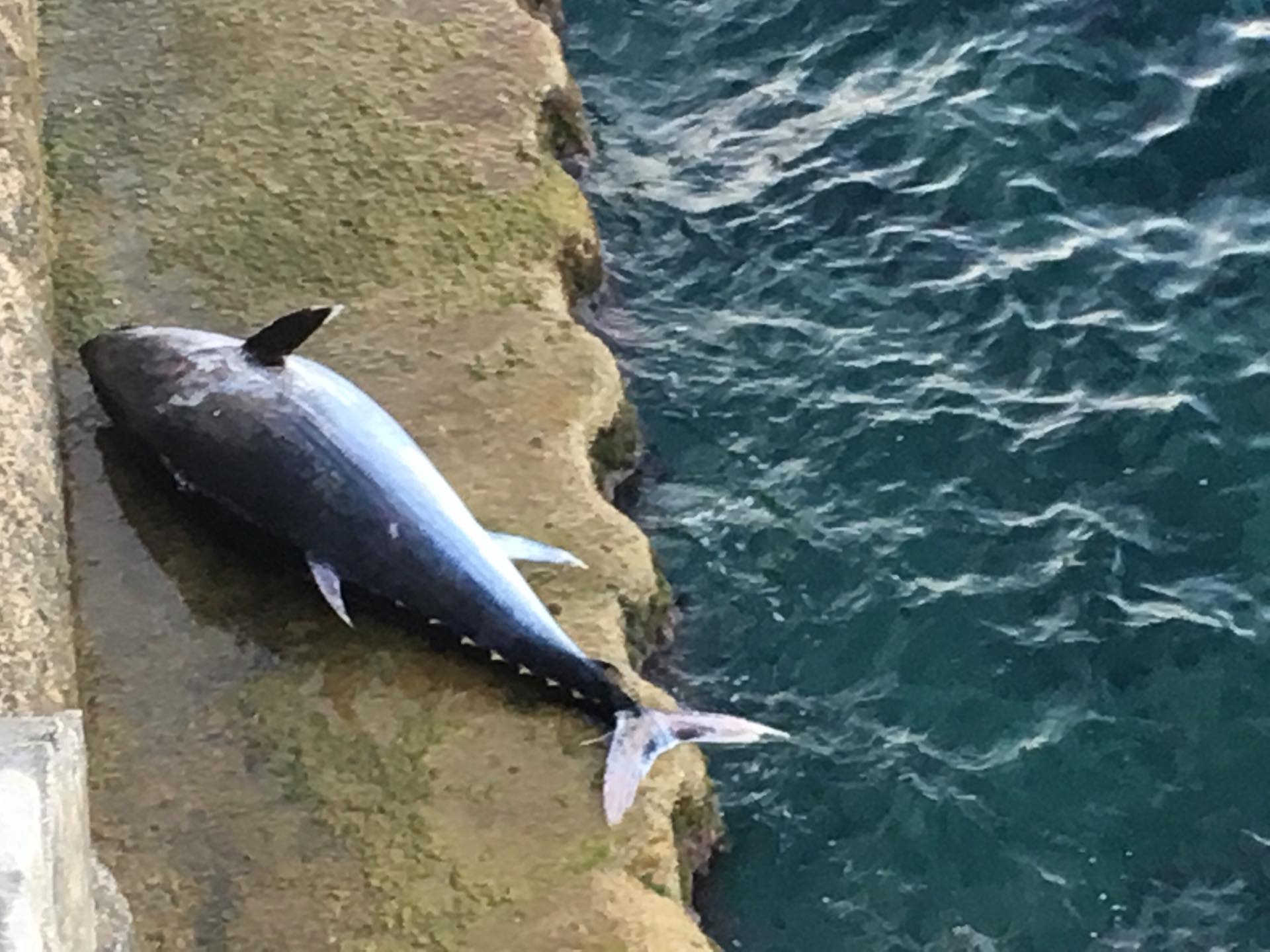 Photos: A dead tuna in Sliema