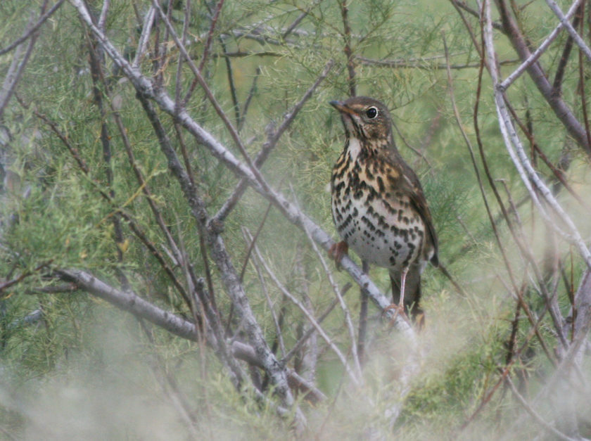 L-istaġun tal-insib żball – Birdlife