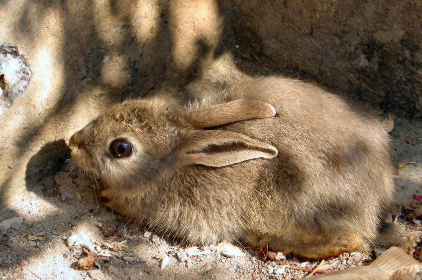 Hunting regulator commissioning study to assess state of Malta’s wild ...