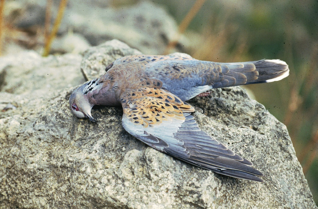 BirdLife slams PM’s decision to reopen spring hunting in full defiance ...