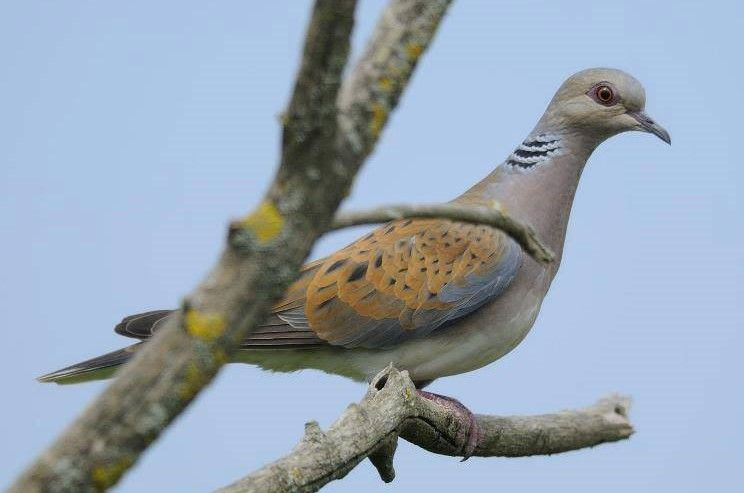 Bżonn ta’ nies biex jgħinu fl-istudju dwar il-passa tal-gamiem u summien