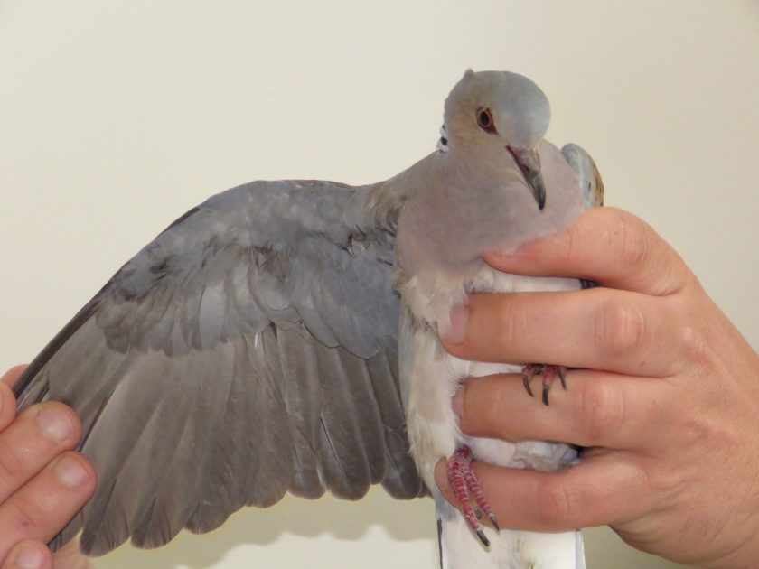 Filmat: Il-mira tal-kaċċaturi xorta kienet il-gamiem - BirdLife - Newsbook