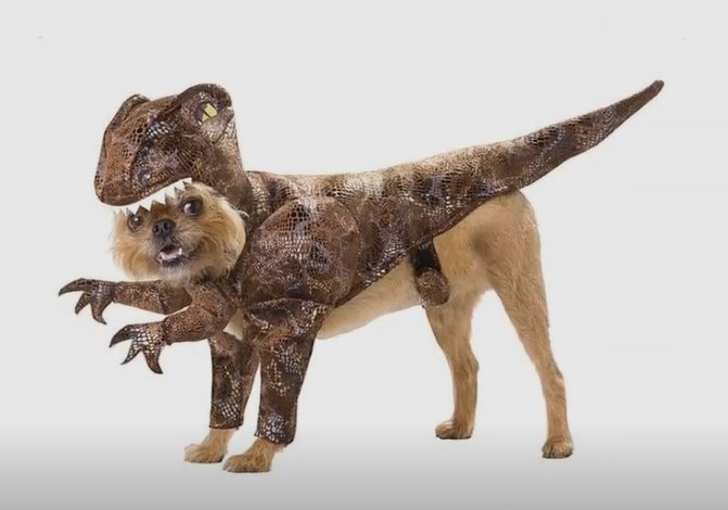 Watch: Dressing up your pet for Carnival, a cat-astrophe or very a-moo ...