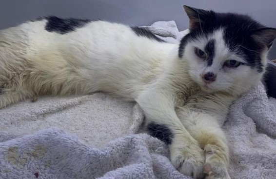 Watch: Missing cat reunites with owner 11 years later