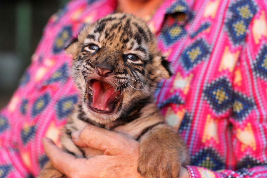 Photos: Birth of baby tiger 'Covid' brings hope to Mexican zoo