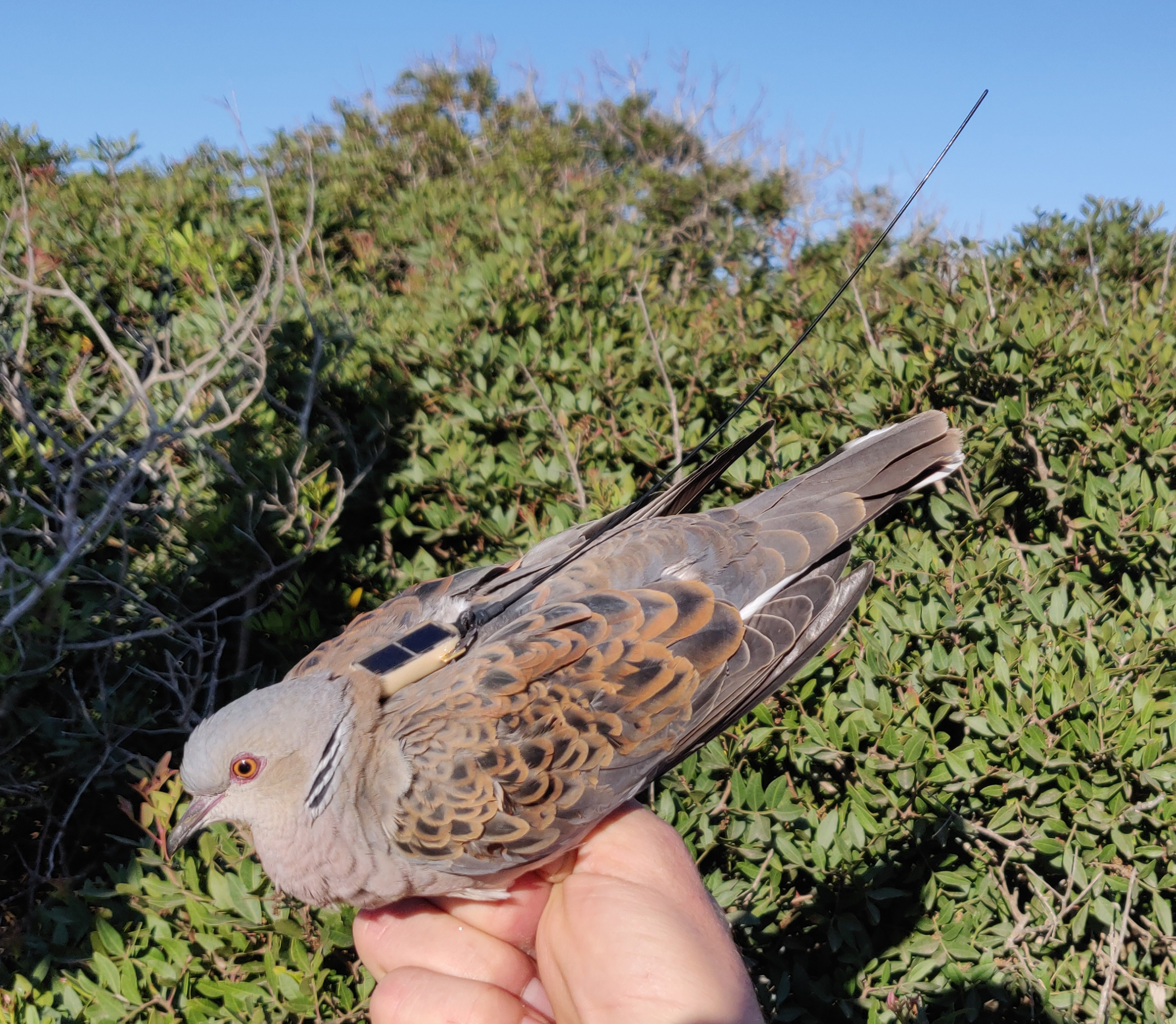 Watch: Research on satellite-tagging of turtledoves continues - Newsbook
