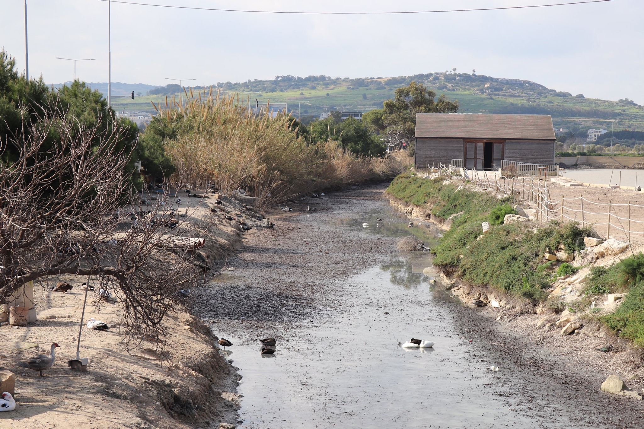 Watch: Dying ducks are threat to public health - ERA