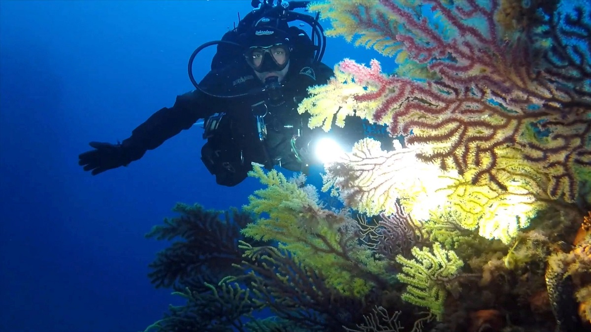 Mediterranean marine life flourished during lockdown