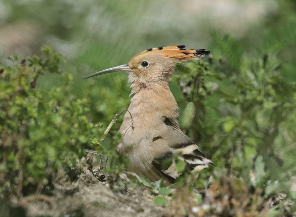 The thrill of autumn bird migration
