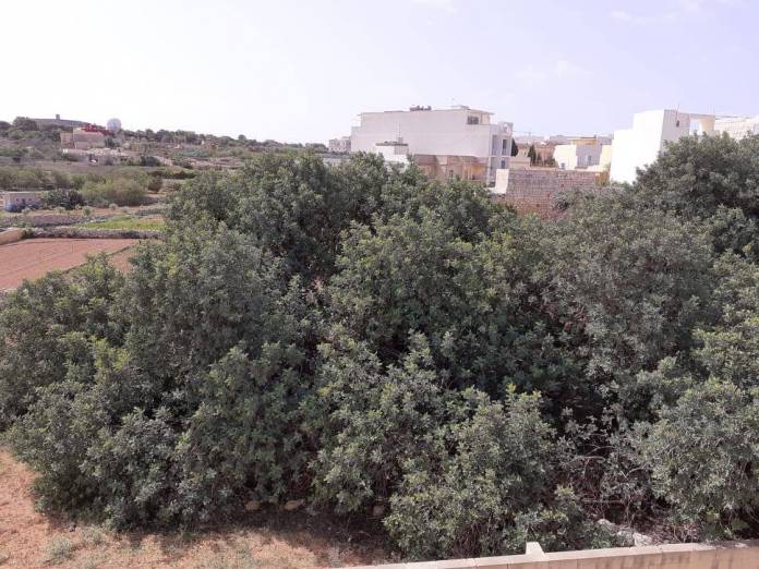 L-ERA b'permess biex jitqaċċtu siġar tal-ħarrub kbar f’Ħad-Dingli