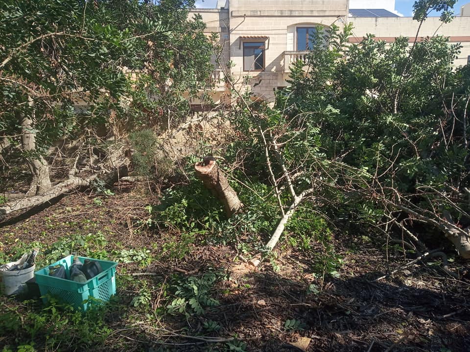 Photos: Infrastructure Malta clearing trees to make way for new road in ...