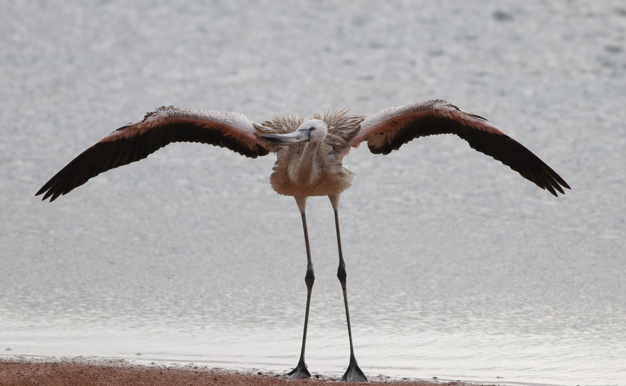 Two Juvenile Greater Flamingos missing from Għadira Nature Reserve
