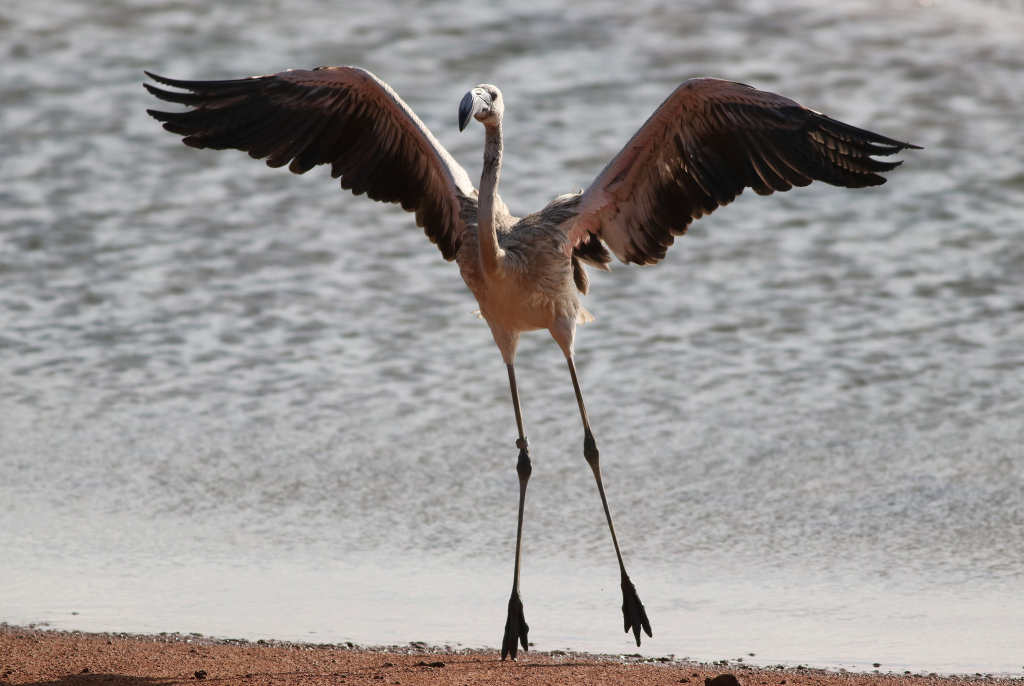 Two Juvenile Greater Flamingos missing from Għadira Nature Reserve