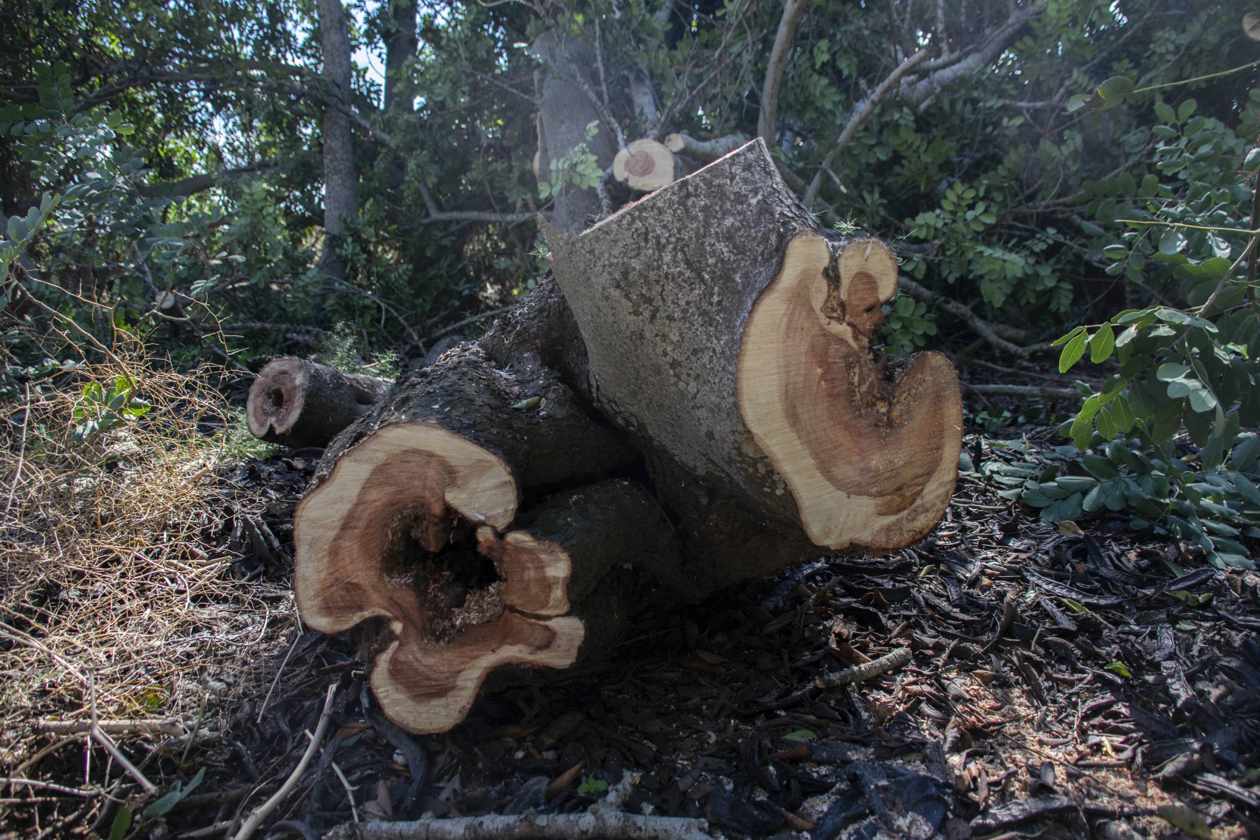 Jinqalgħu kważi 1,000 siġra din is-sena - Newsbook