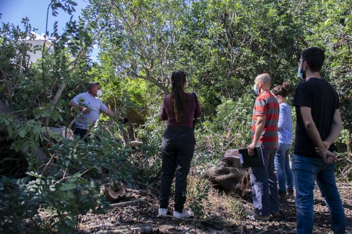 Moviment Graffitti files appeal against uprooting of trees in Dingli ...