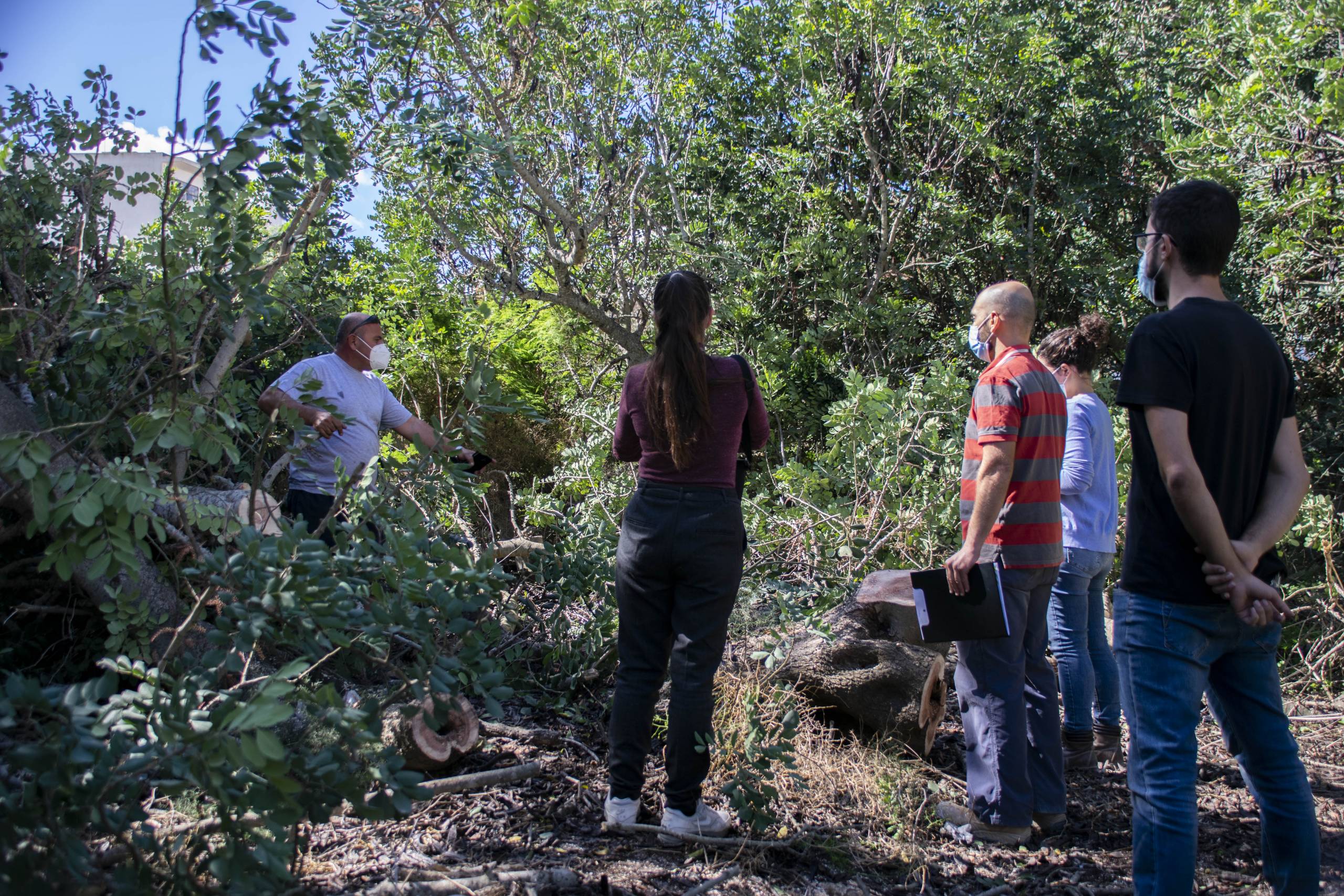 Moviment Graffitti files appeal against uprooting of trees in Dingli
