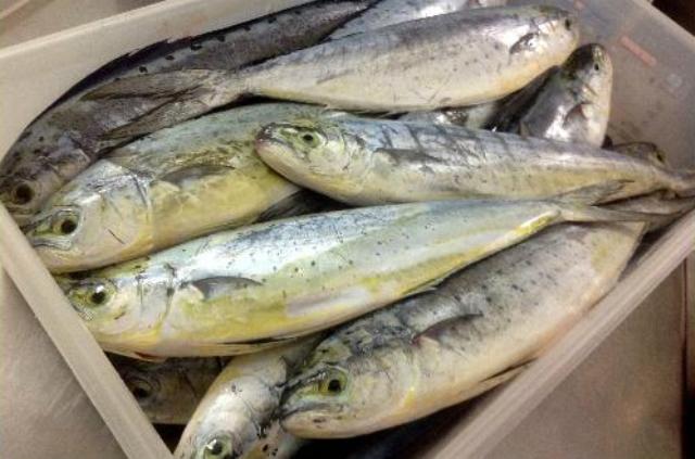 Watch: Maltese boat caught illegally fishing for lampuki off Pantelleria