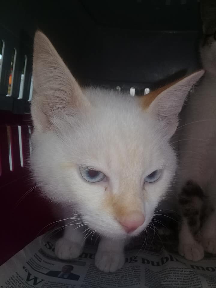 Gozo SPCA celebrates 100th cat rehoming in 2020
