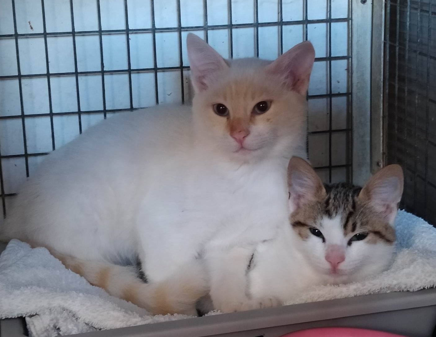 Gozo SPCA celebrates 100th cat rehoming in 2020