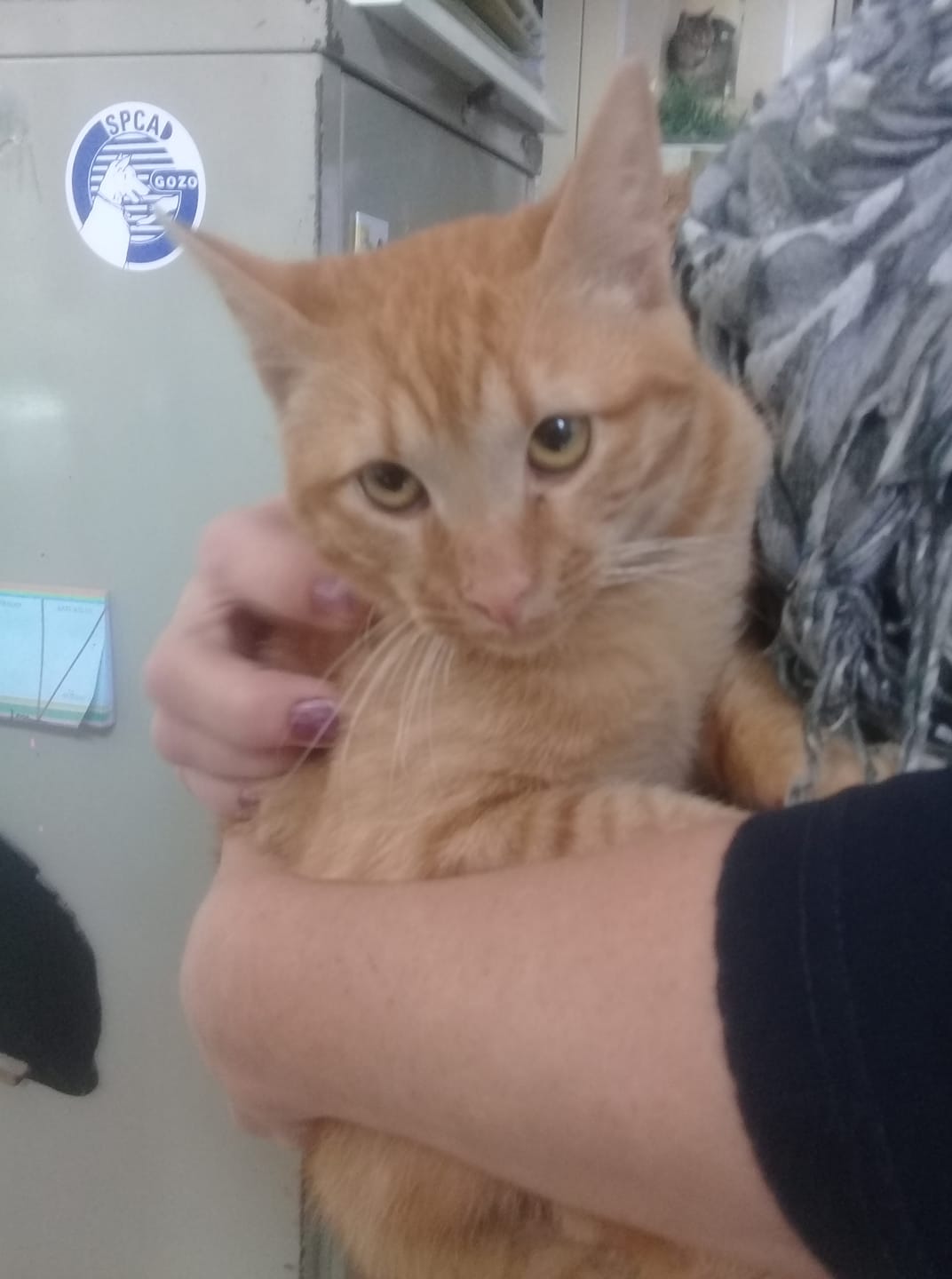 Gozo SPCA celebrates 100th cat rehoming in 2020