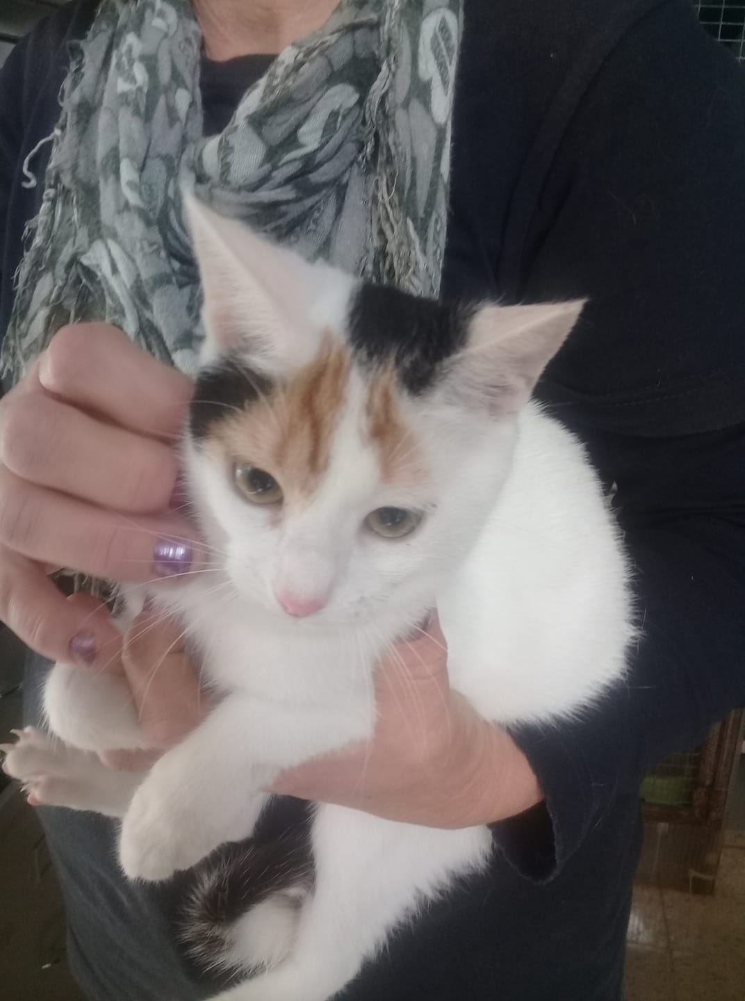 Gozo SPCA celebrates 100th cat rehoming in 2020