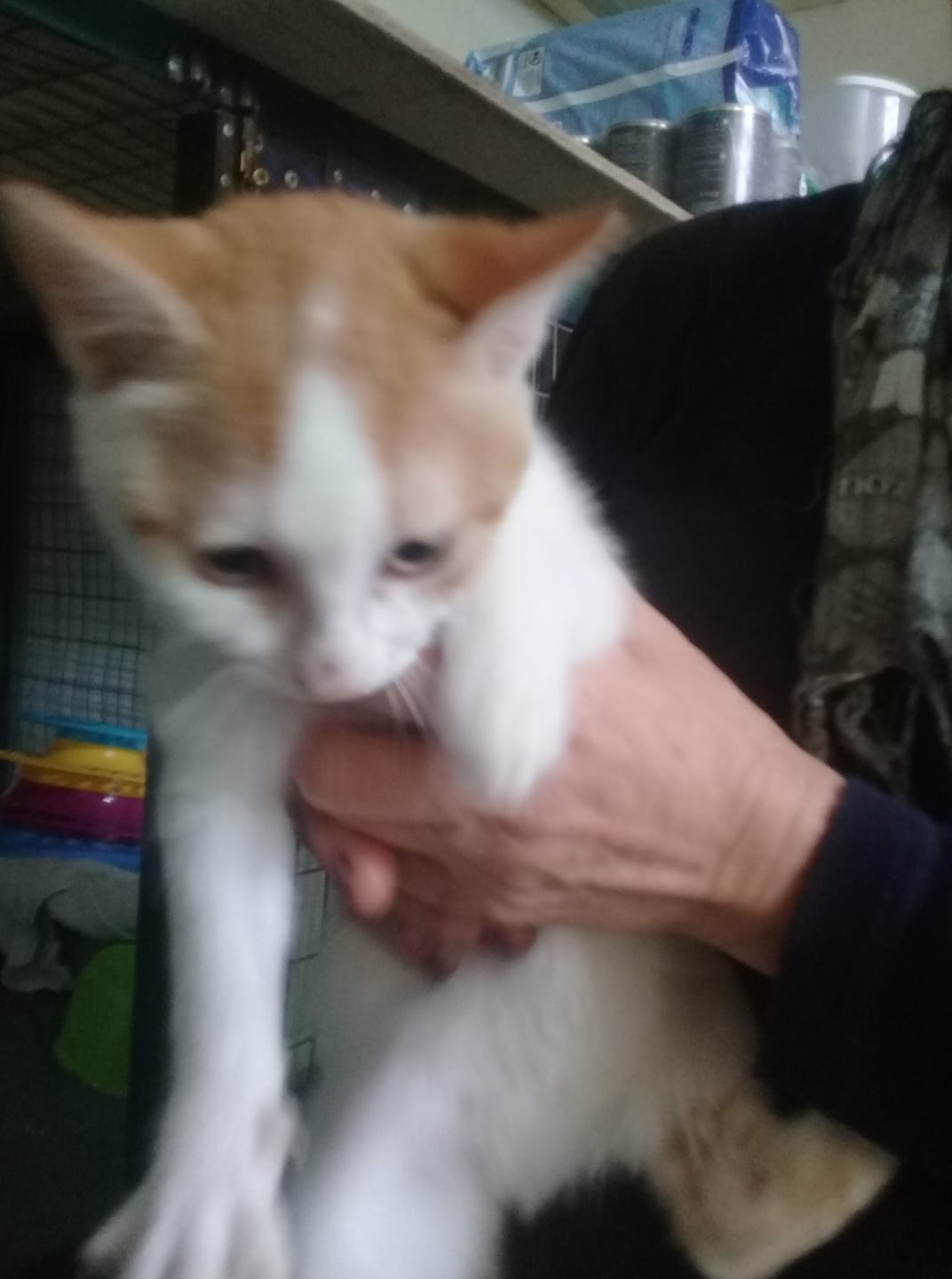 Gozo SPCA celebrates 100th cat rehoming in 2020
