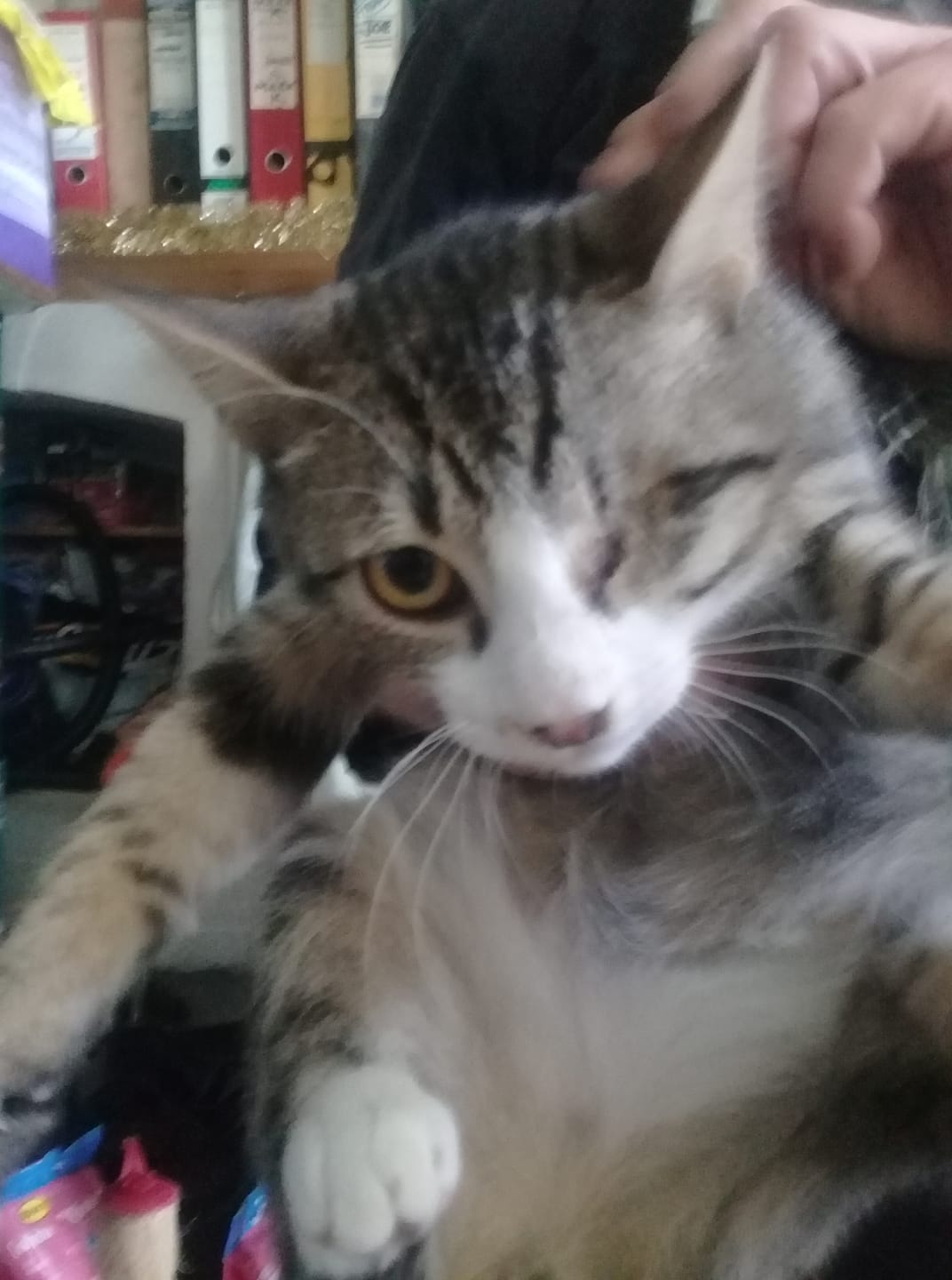 Gozo SPCA celebrates 100th cat rehoming in 2020