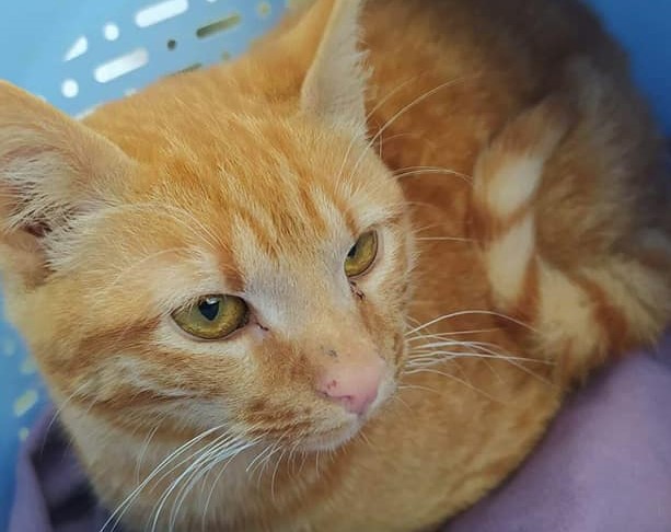 Gozo SPCA celebrates 100th cat rehoming in 2020