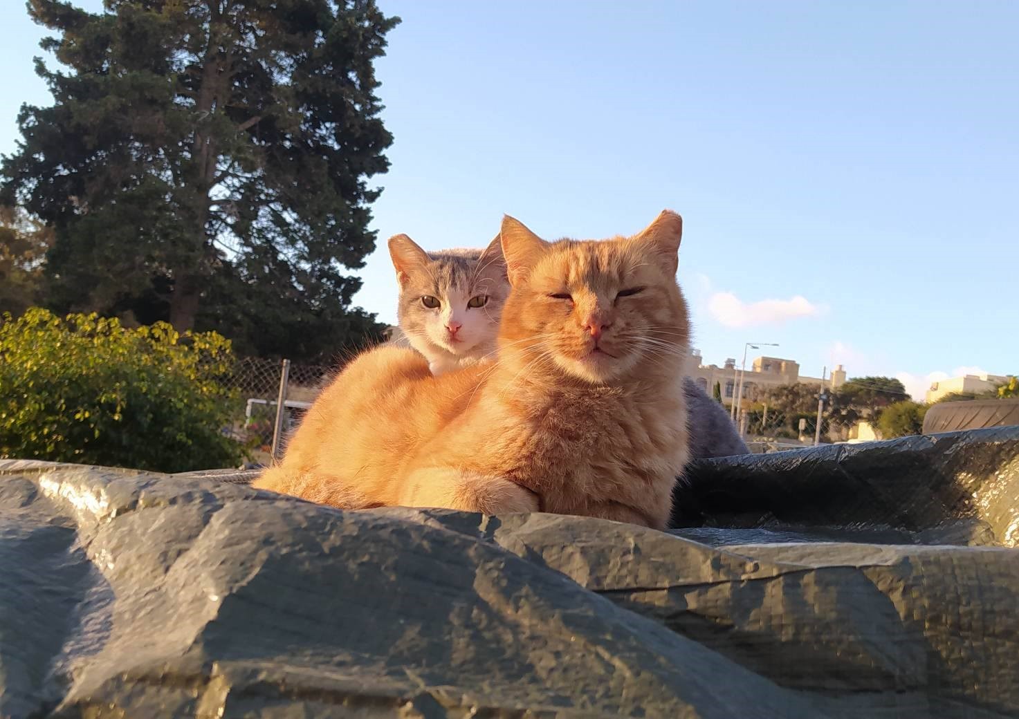 Gozo stray cat feeders need your help - Gozo SPCA