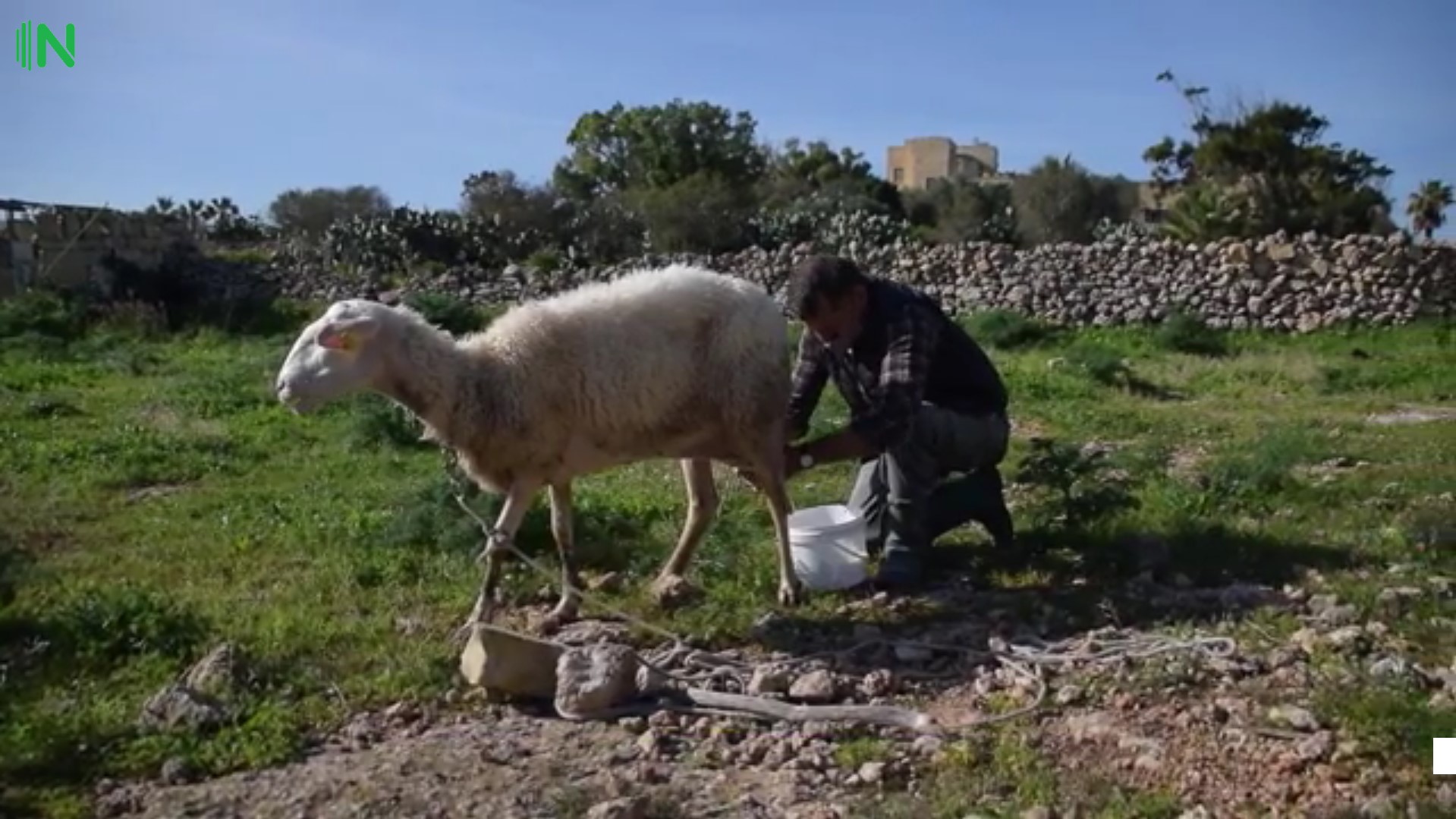 Watch: Feeling cheesy? The process of making cheeselets