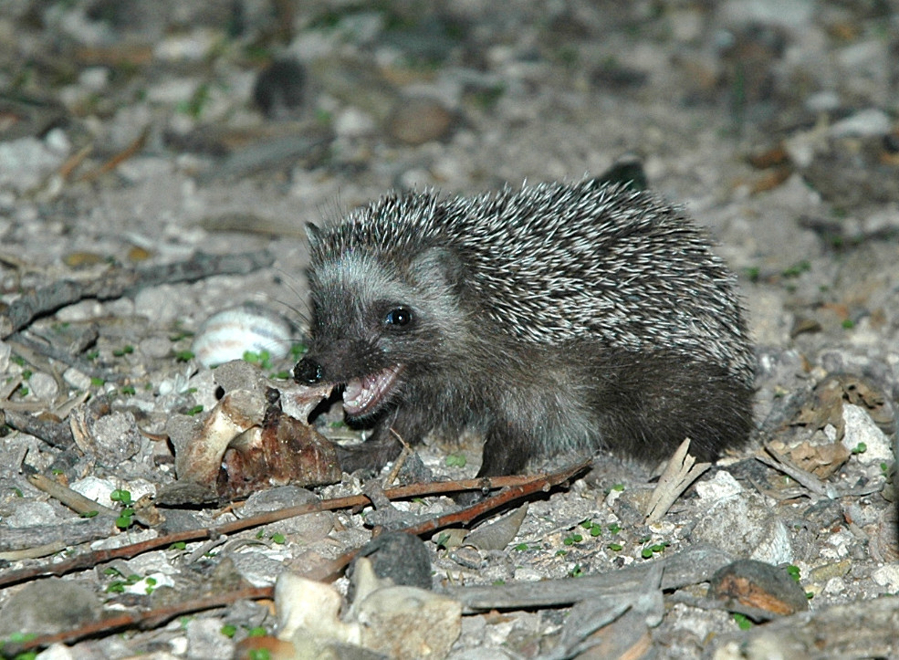 Maltese mammals under the spotlight during Heritage Malta webinar