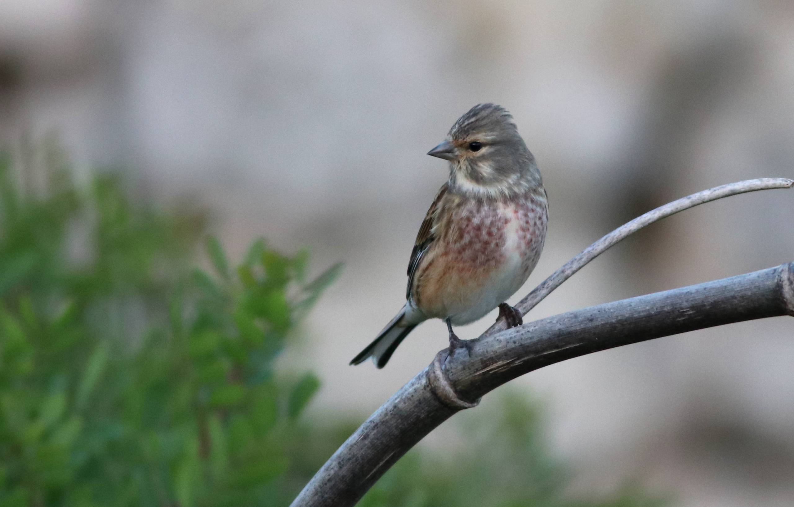 Bird #onthemove - the Common Linnet