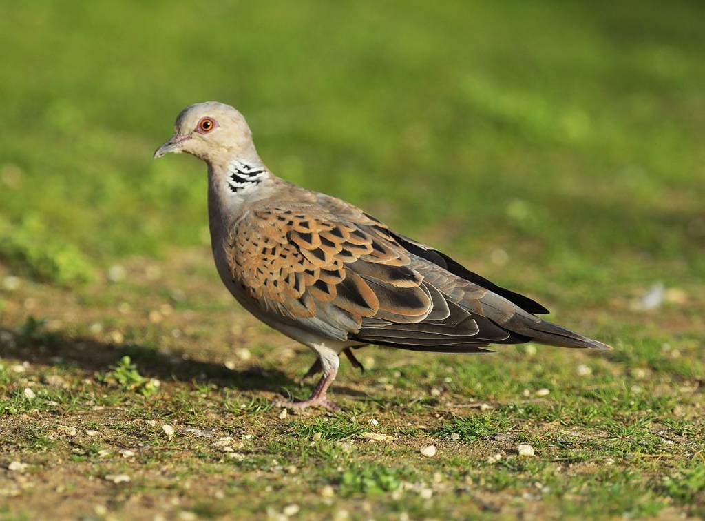 The turtle-dove – the epitome of the magical spring season