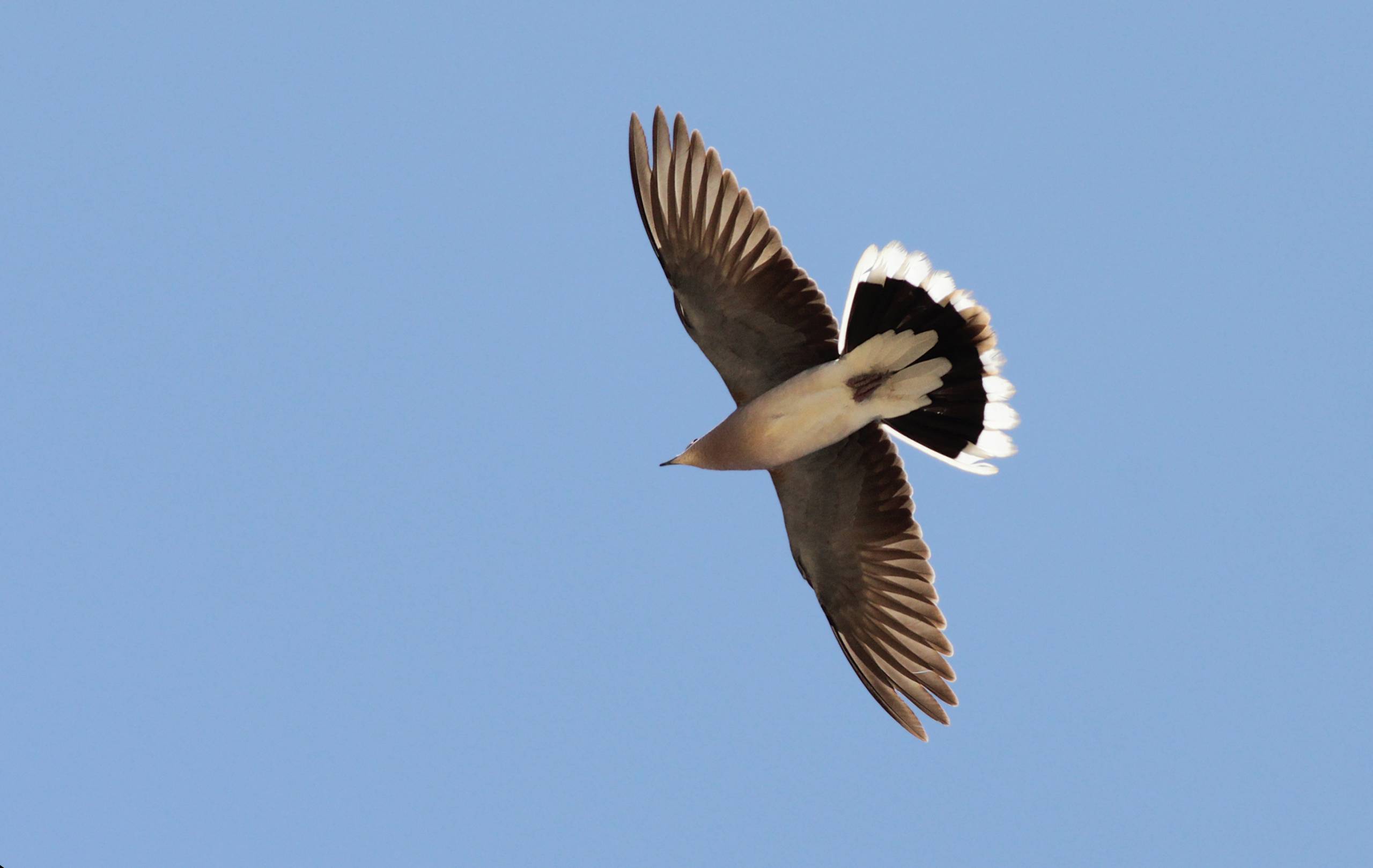 Il-Qorti tiċħad is-7 tentattiv biex titwaqqaf il-kaċċa tal-gamiem fir ...