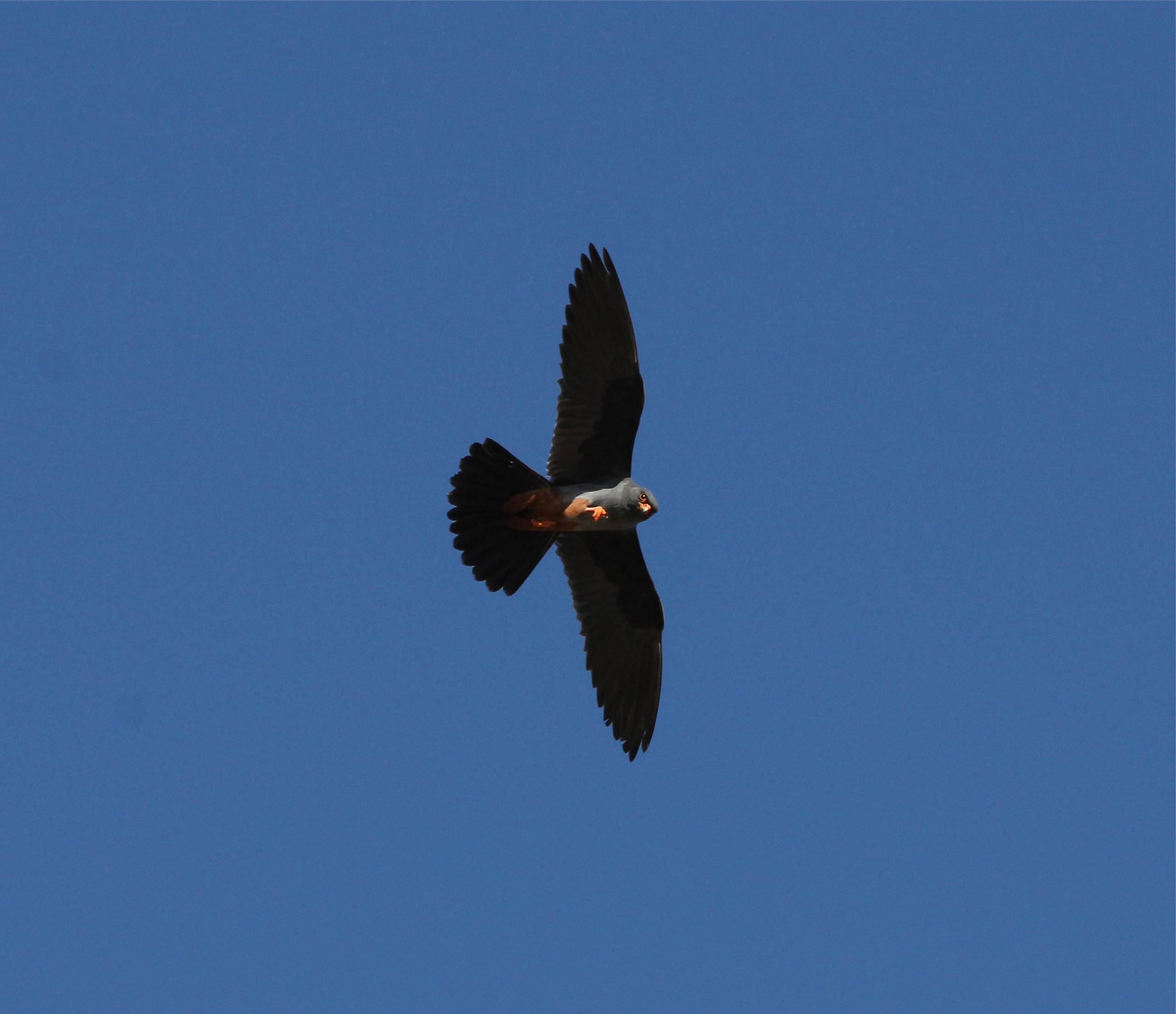The spring raptor migration in the Maltese Islands