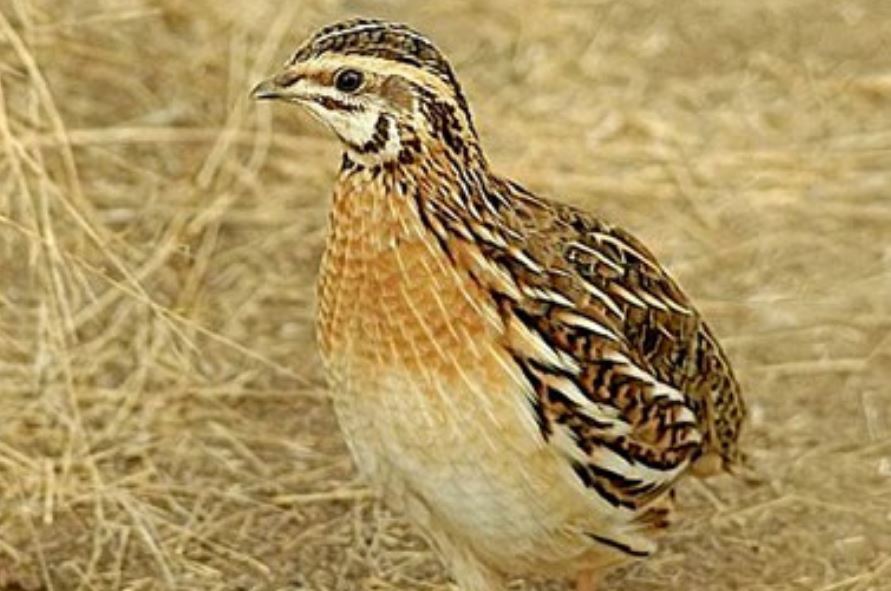 Gruppi favur id-drittijiet tal-annimali jikkundannaw kompetizzjoni tal ...