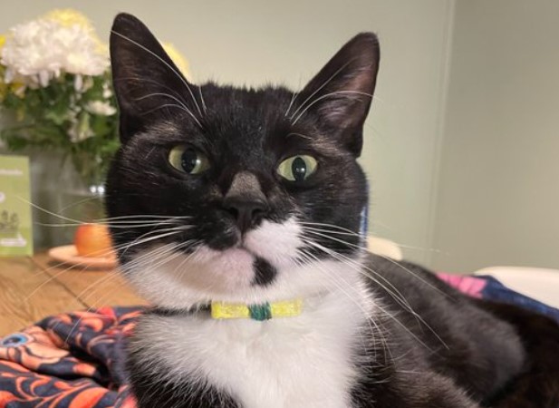 The cat that became a postman