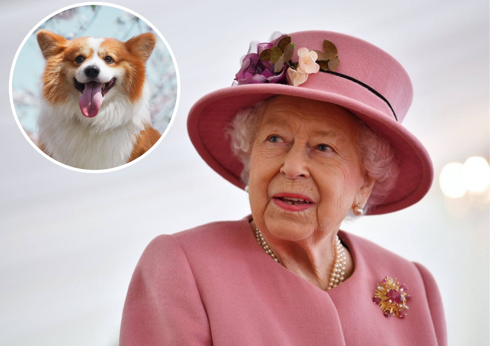 New corgi for Queen Elizabeth to celebrate official birthday - Newsbook