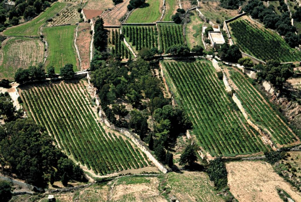 Marsovin kicks off of grape harvest for 2021