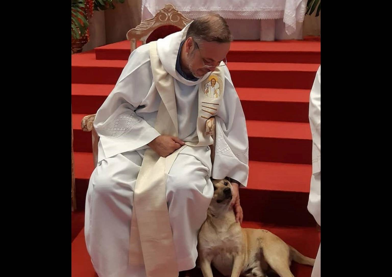 Priest brings stray dogs to Mass so people can adopt them - Newsbook