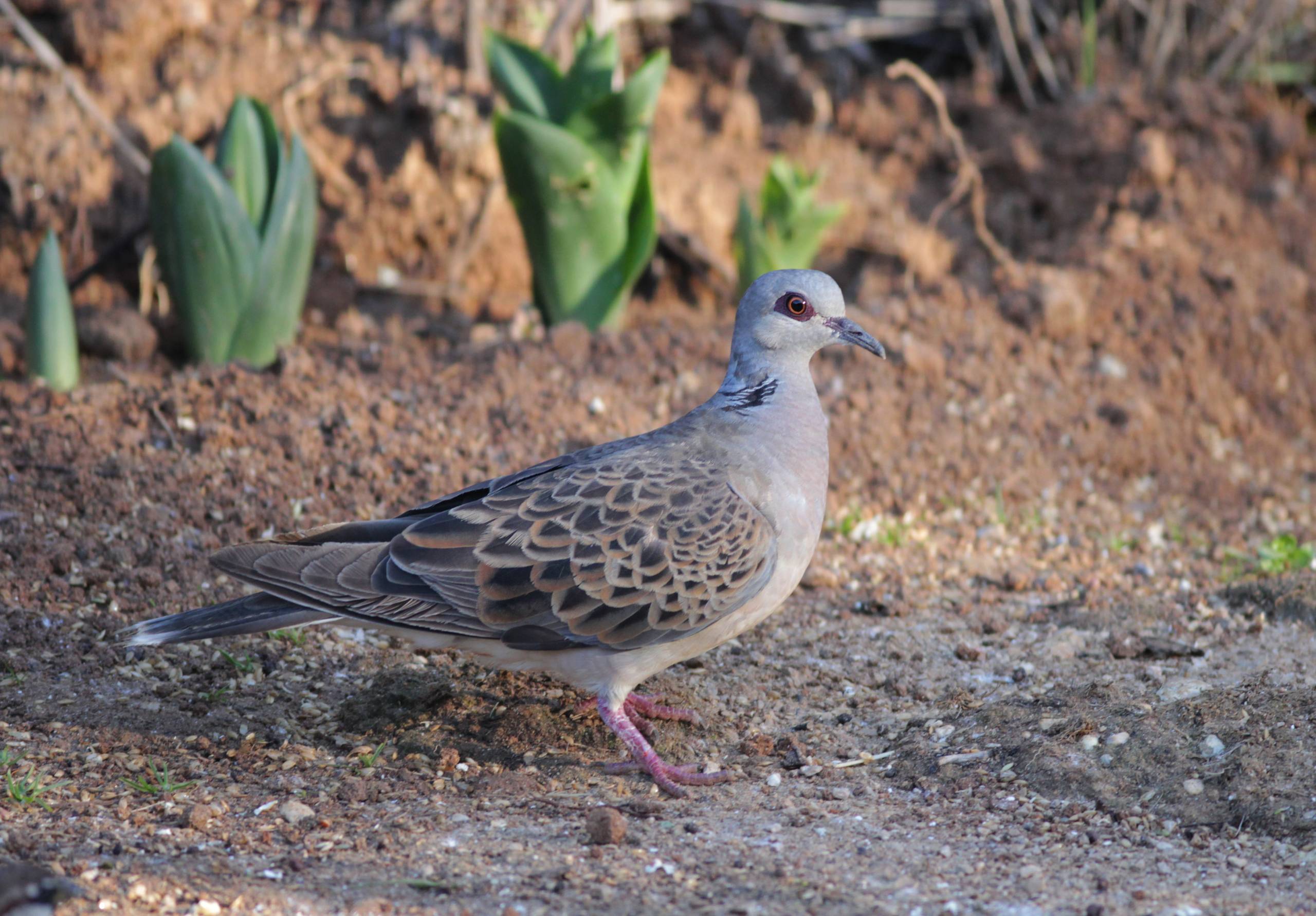 Turtle dove hunting season closed 19 days earlier after quota reached