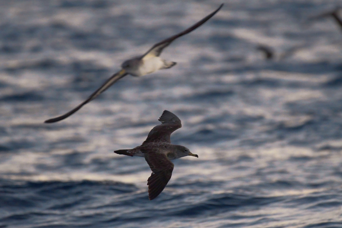 Bird lovers enjoy sunset shearwater boat trips