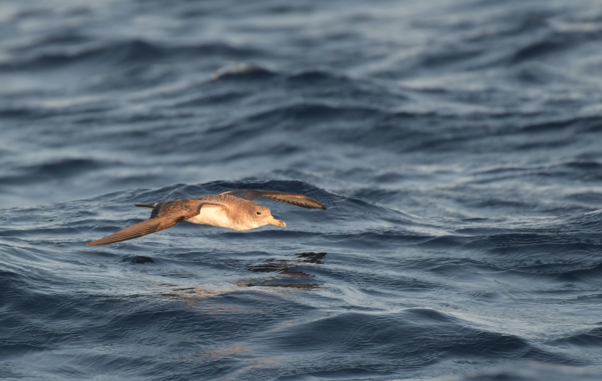 Bird lovers enjoy sunset shearwater boat trips
