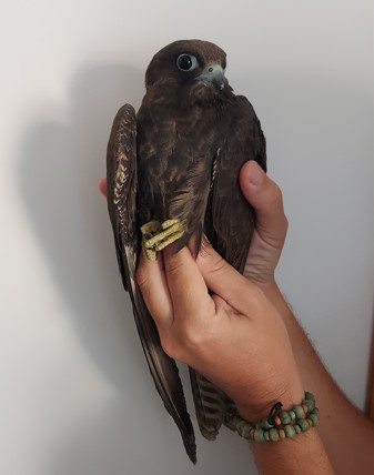 Tajra protetta vittma ta’ tiri f’Għawdex